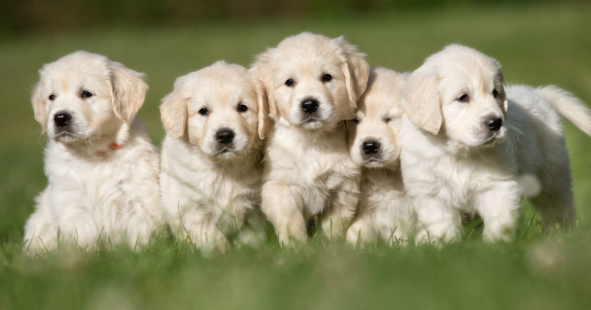 Puppy Skillz Camp in Evanston IL | Rexs Place