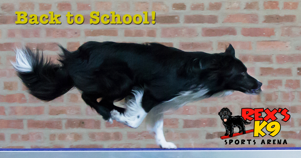 Fall Classes at Rex's K9 Sports Arena - Rexs Place